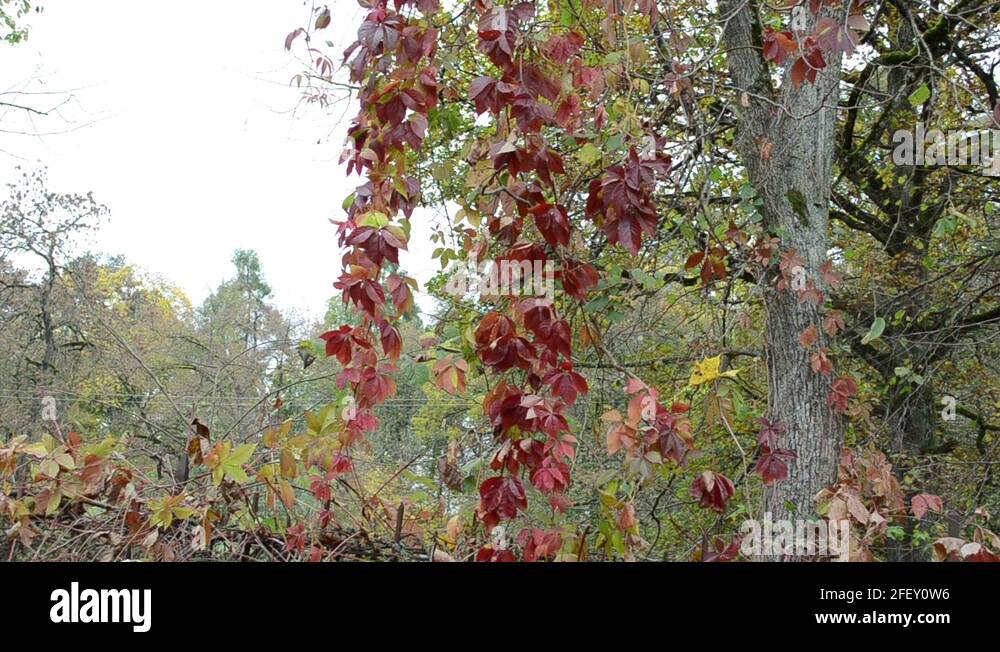 Tree creeper tree climber Stock Videos & Footage - HD and 4K Video ...