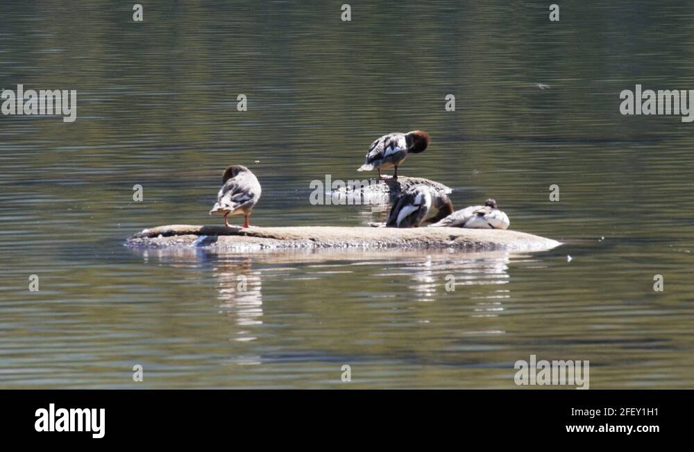 Merganser flock Stock Videos & Footage - HD and 4K Video Clips - Alamy