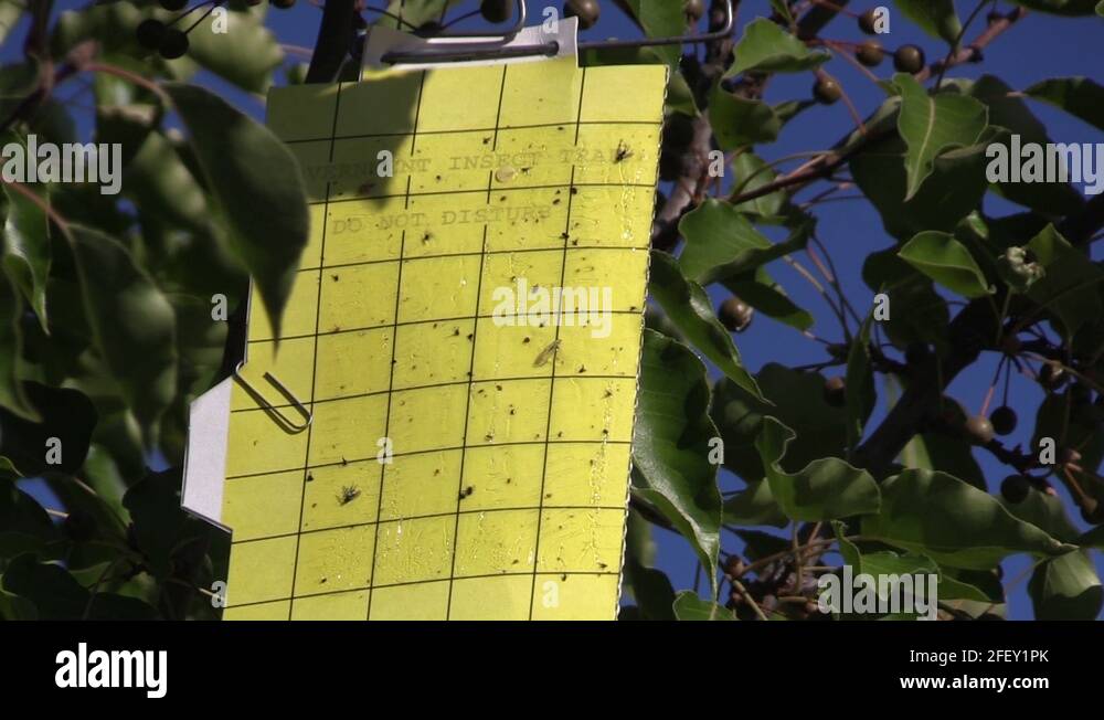 Identify bugs Stock Videos & Footage - HD and 4K Video Clips - Alamy