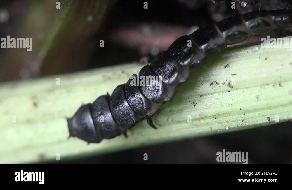 Carabus monilis Stock Videos & Footage - HD and 4K Video Clips - Alamy