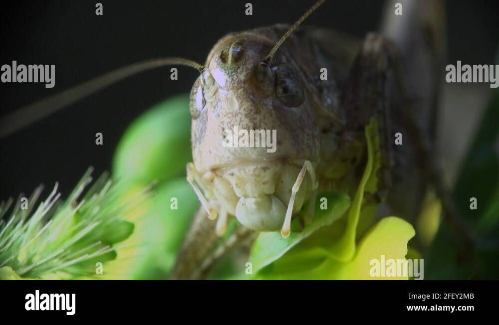 Grasshopper head macro Stock Videos & Footage - HD and 4K Video Clips - Alamy