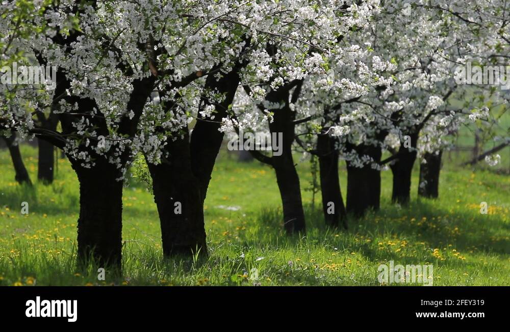 Blossom flourish Stock Videos & Footage - HD and 4K Video Clips - Alamy