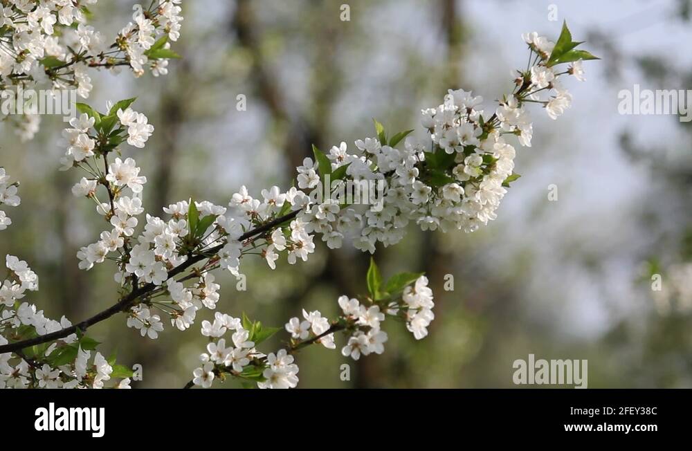 Cheery blossom tree Stock Videos & Footage - HD and 4K Video Clips - Alamy