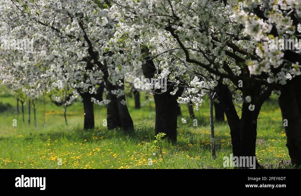 Flourish tree Stock Videos & Footage - HD and 4K Video Clips - Alamy