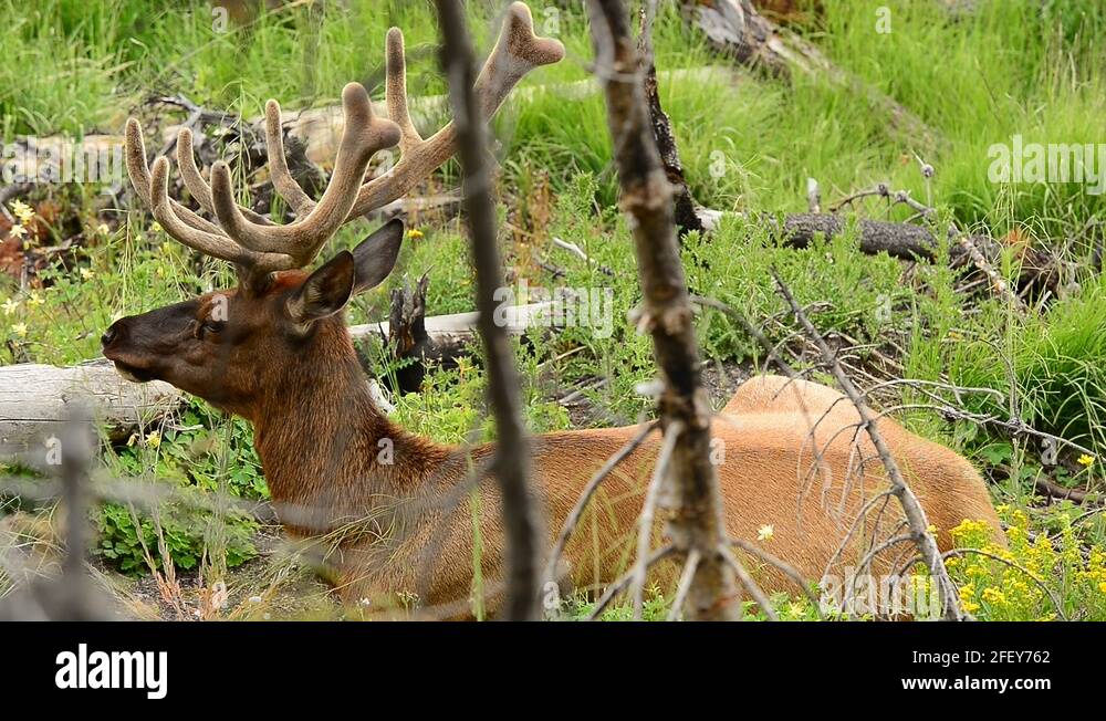 Elk yellowstone eating trees Stock Videos & Footage - HD and 4K Video ...