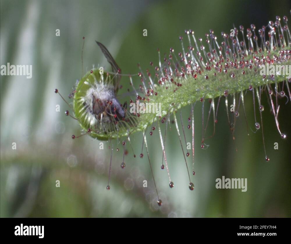 Sundew plant insect Stock Videos & Footage - HD and 4K Video Clips - Alamy