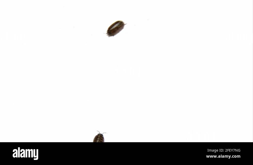 Wood lice Stock Videos & Footage - HD and 4K Video Clips - Alamy