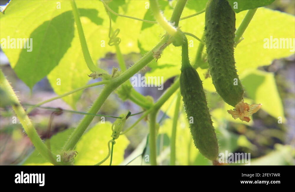 Gherkin flowers Stock Videos & Footage - HD and 4K Video Clips - Alamy