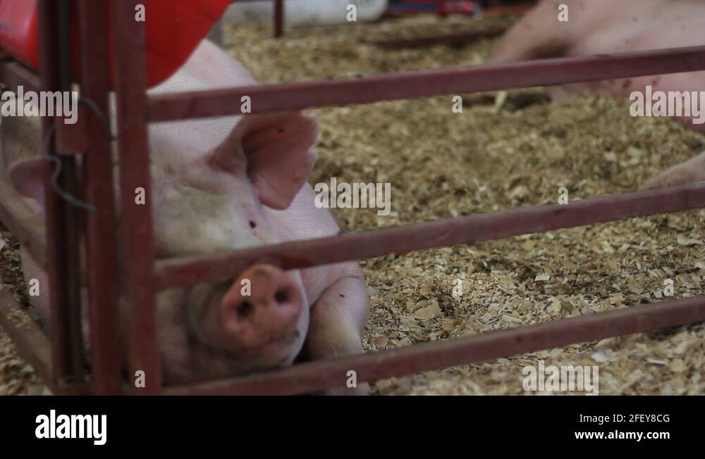 Pig snout pink Stock Videos & Footage - HD and 4K Video Clips - Alamy