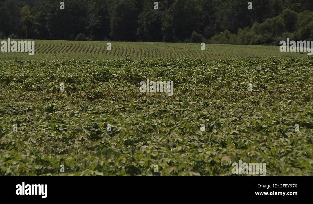Genetically modified crops usa Stock Videos & Footage - HD and 4K Video ...