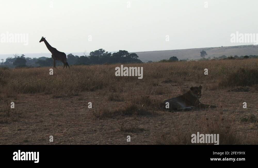 Lion hunting giraffe Stock Videos & Footage - HD and 4K Video Clips - Alamy