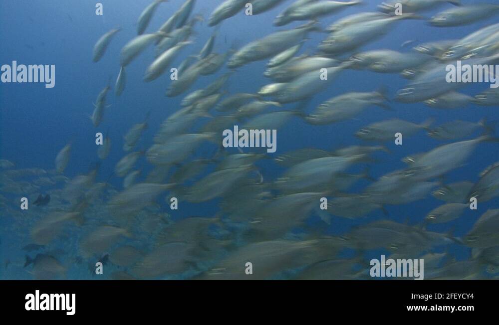 Evade escape Stock Videos & Footage - HD and 4K Video Clips - Alamy