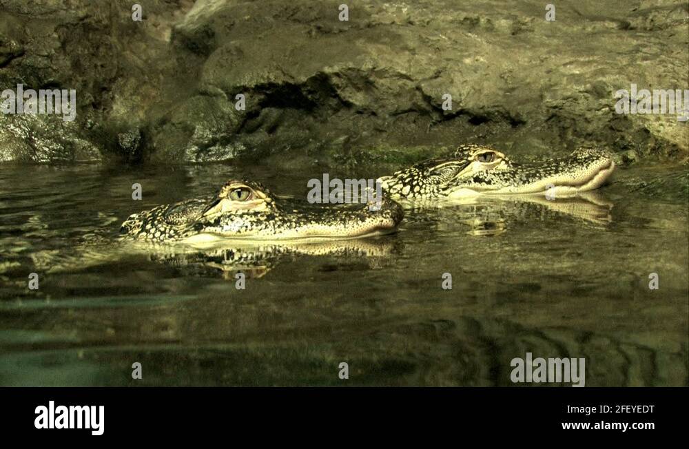 Alligator water tank Stock Videos & Footage - HD and 4K Video Clips - Alamy