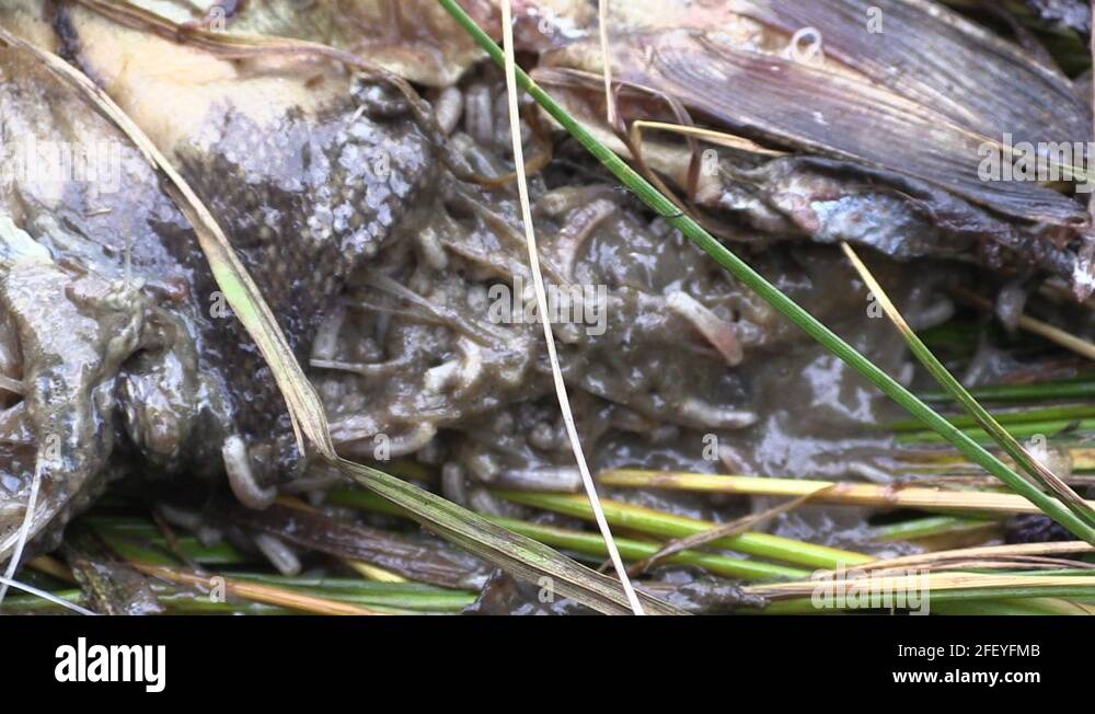 Fish mites Stock Videos & Footage - HD and 4K Video Clips - Alamy