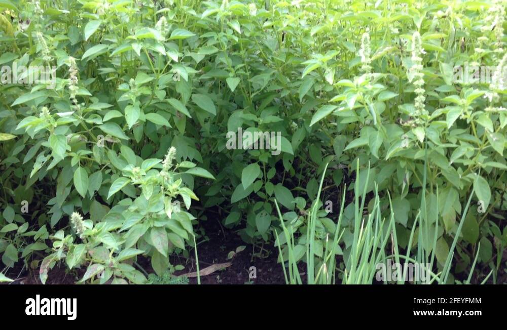 To grow hoary Stock Videos & Footage - HD and 4K Video Clips - Alamy