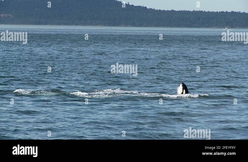 Killer whale pod jump Stock Videos & Footage - HD and 4K Video Clips ...
