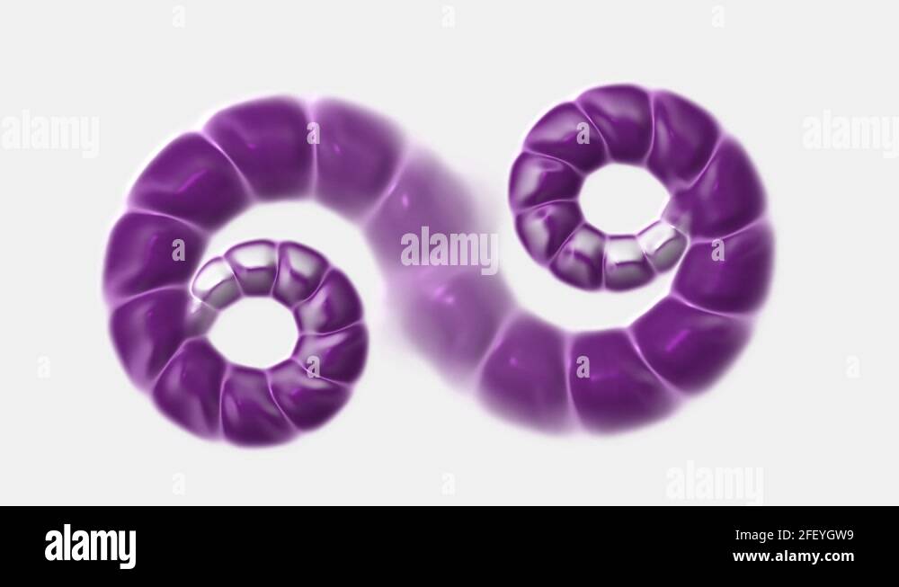 Insects invertebrates Stock Videos & Footage - HD and 4K Video Clips ...