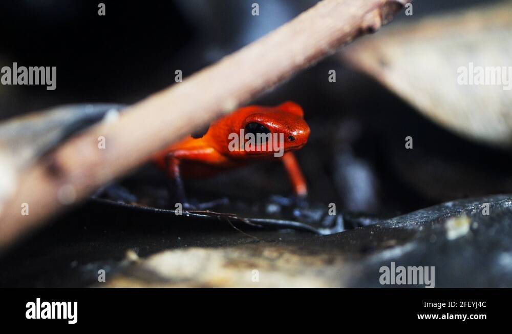 Red poison frog Stock Videos & Footage - HD and 4K Video Clips - Alamy