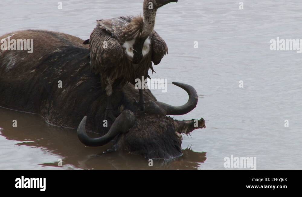 Gnu in the mara river Stock Videos & Footage - HD and 4K Video Clips ...