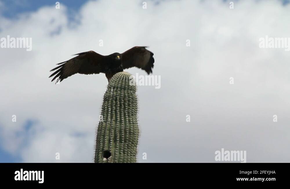 Raptor claws Stock Videos & Footage - HD and 4K Video Clips - Alamy
