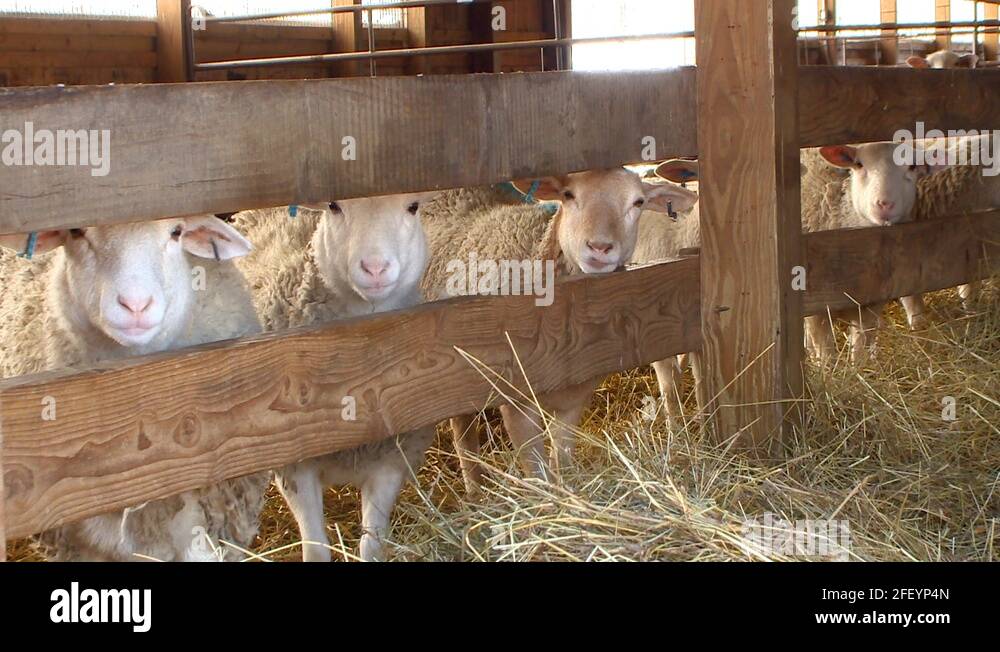 Sheep in a Barn Stock Video Footage - Alamy