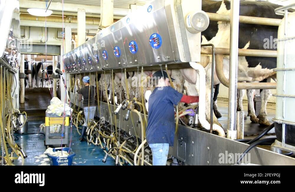 Mechanical milking machine Stock Videos & Footage - HD and 4K Video ...