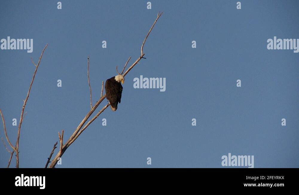 Bald bird Stock Videos & Footage - HD and 4K Video Clips - Alamy