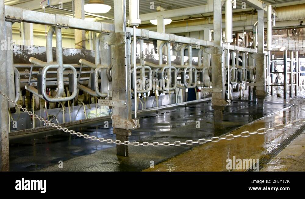 Dairy Cows Entering Milking Stanchions Stock Video Footage - Alamy