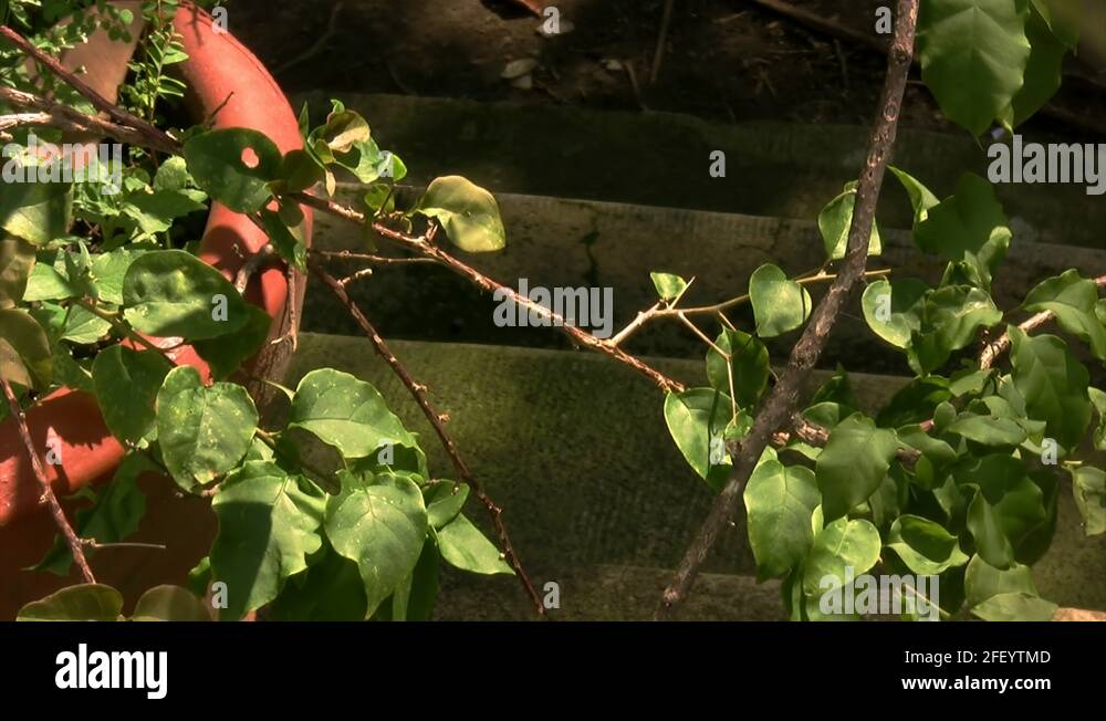 Tree pruning Stock Videos & Footage - HD and 4K Video Clips - Alamy