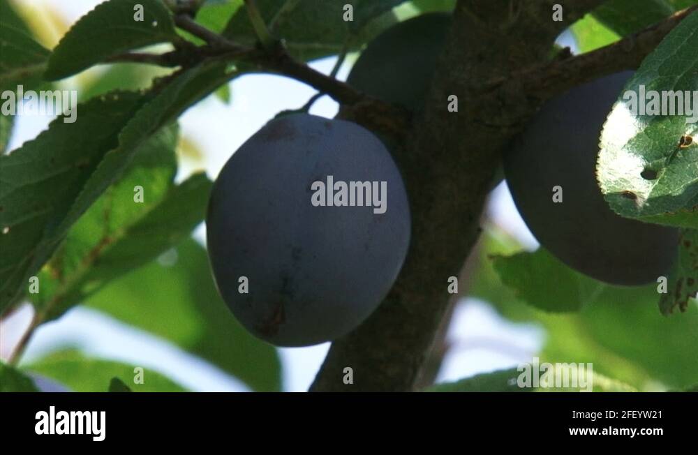 European plum prunus domestica branch Stock Videos & Footage - HD and ...