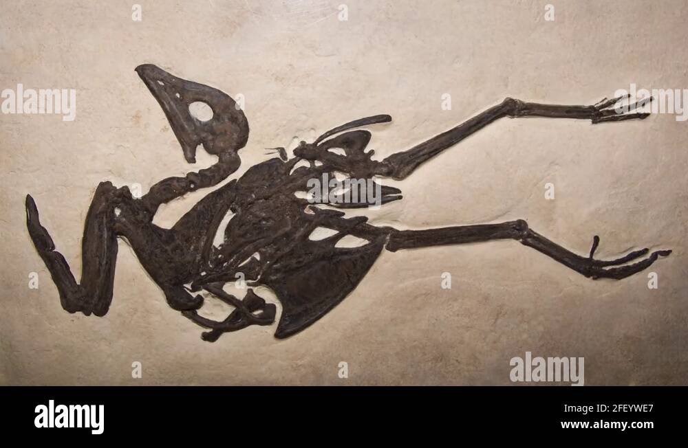 Eocene bird Stock Videos & Footage - HD and 4K Video Clips - Alamy Eocene bird Stock Videos & Footage - HD and 4K Video Clips - Alamy