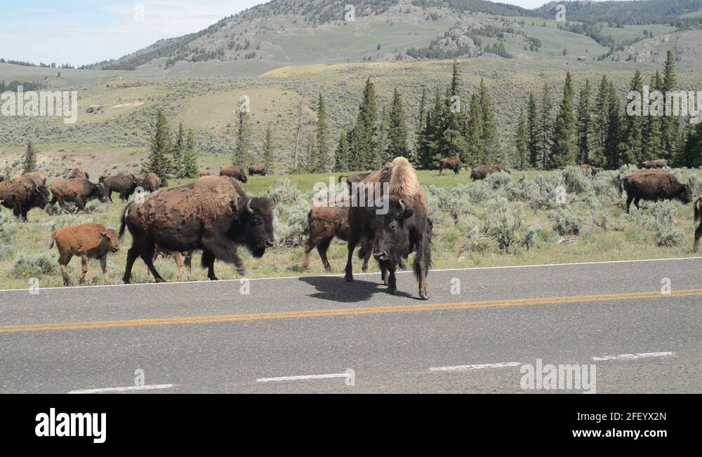 Bison valley Stock Videos & Footage - HD and 4K Video Clips - Alamy