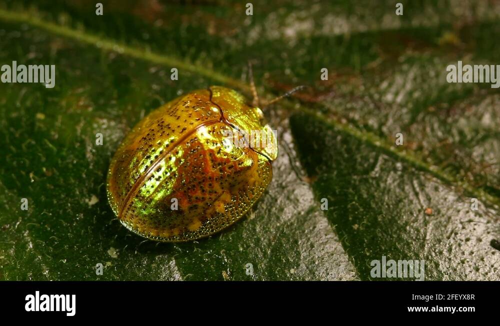 Coleoptera chrysomelidae Stock Videos & Footage - HD and 4K Video Clips ...