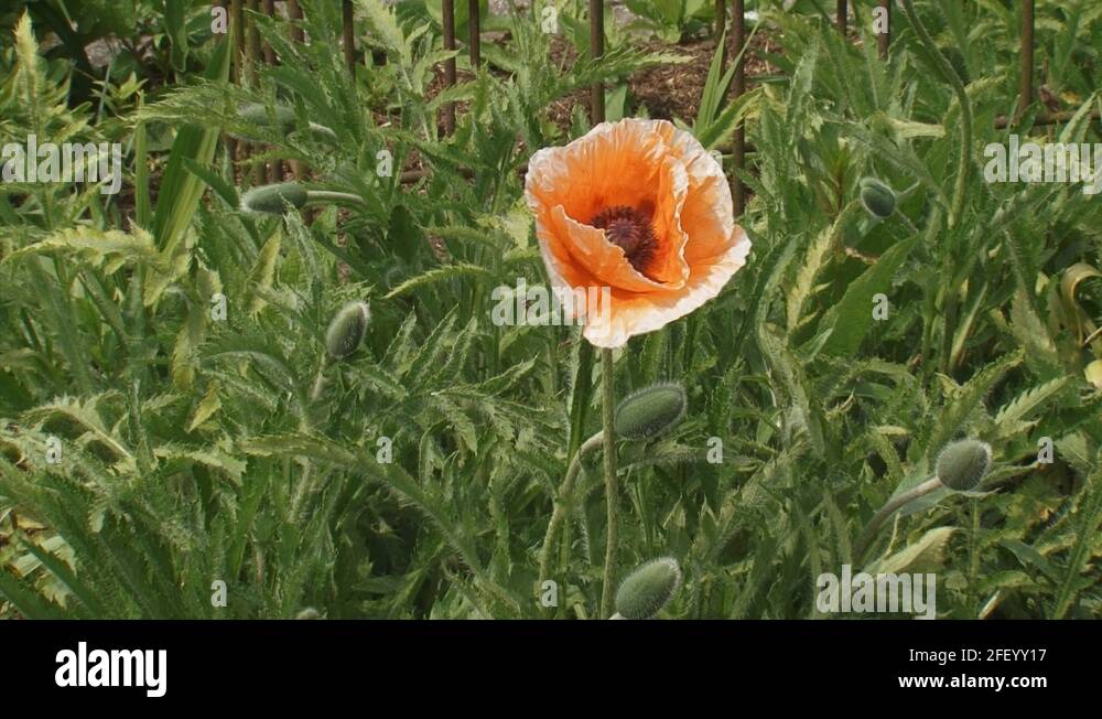 Papaver orientale garden Stock Videos & Footage - HD and 4K Video Clips ...