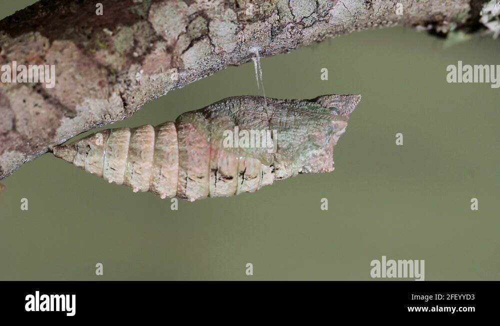 Pupa Stock Videos & Footage - HD and 4K Video Clips - Alamy