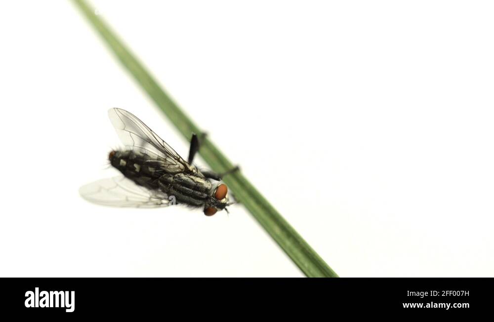 Diptera sarcophagidae Stock Videos & Footage - HD and 4K Video Clips ...