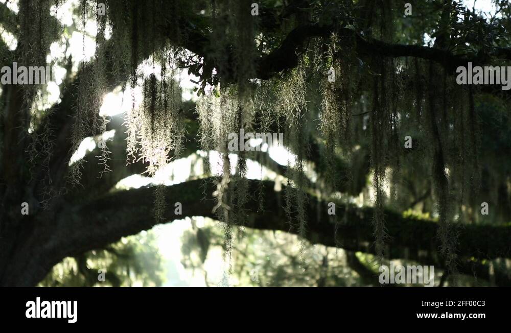 The hanging tree Stock Videos & Footage - HD and 4K Video Clips - Alamy