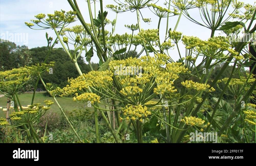Parsnip leaves root Stock Videos & Footage - HD and 4K Video Clips - Alamy