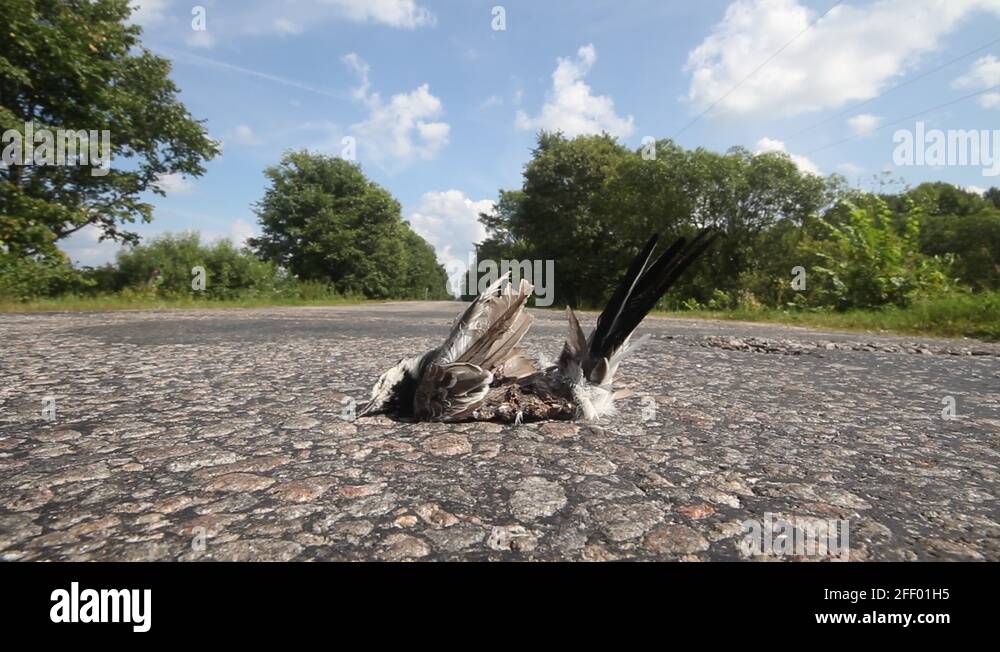 Hit car bird Stock Videos & Footage - HD and 4K Video Clips - Alamy