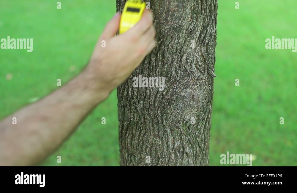 Measuring tree Stock Videos & Footage - HD and 4K Video Clips - Alamy