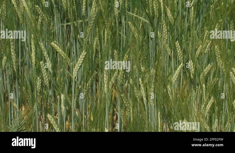 Barley forage Stock Videos & Footage - HD and 4K Video Clips - Alamy