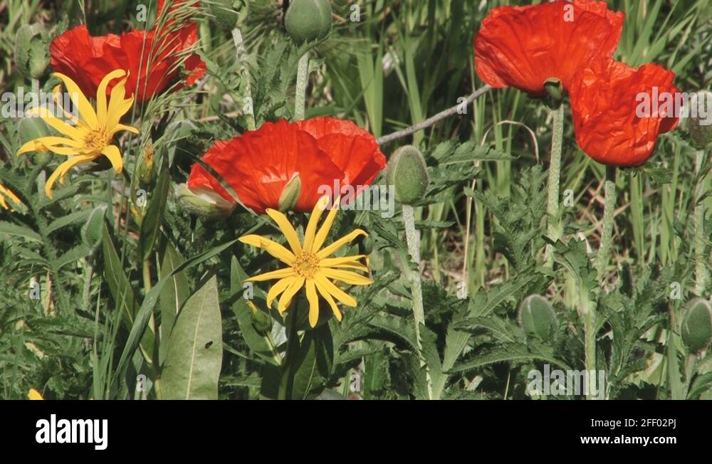 Species of poppy Stock Videos & Footage - HD and 4K Video Clips - Alamy