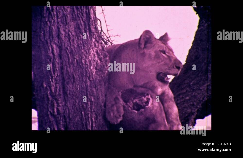 Tanzania lion tree Stock Videos & Footage - HD and 4K Video Clips - Alamy