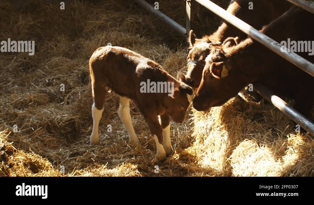 Cattle housing Stock Videos & Footage - HD and 4K Video Clips - Alamy
