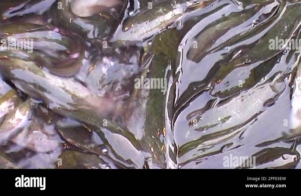Moving fish Stock Videos & Footage - HD and 4K Video Clips - Alamy