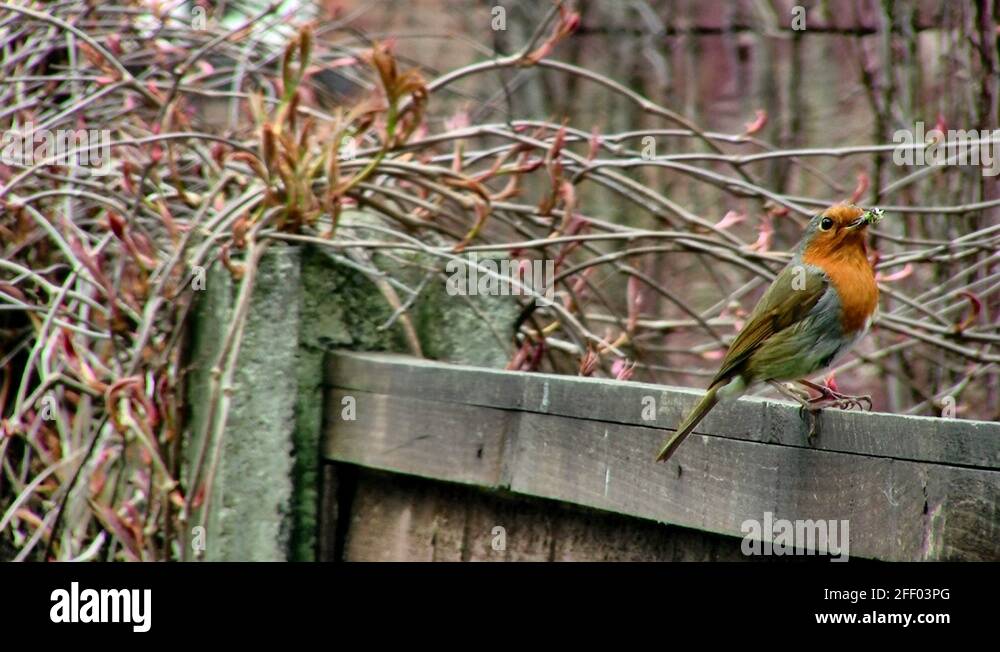 Robin on fence Stock Videos & Footage - HD and 4K Video Clips - Alamy