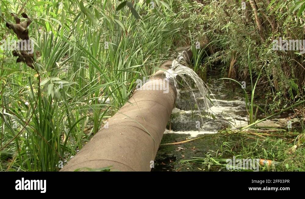Broken reed Stock Videos & Footage - HD and 4K Video Clips - Alamy
