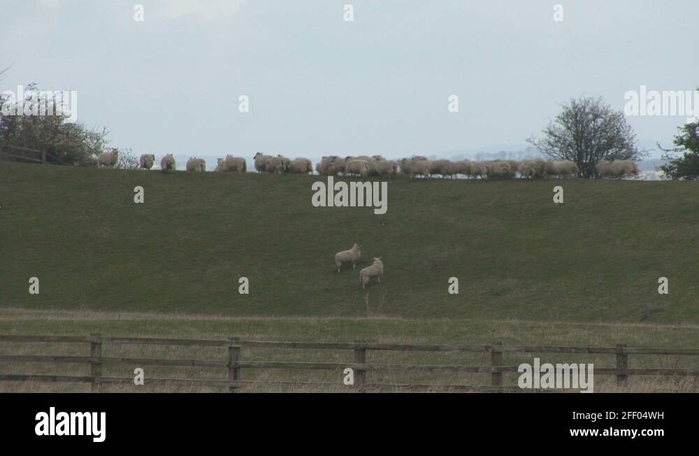 Stotting Stock Videos & Footage - HD and 4K Video Clips - Alamy