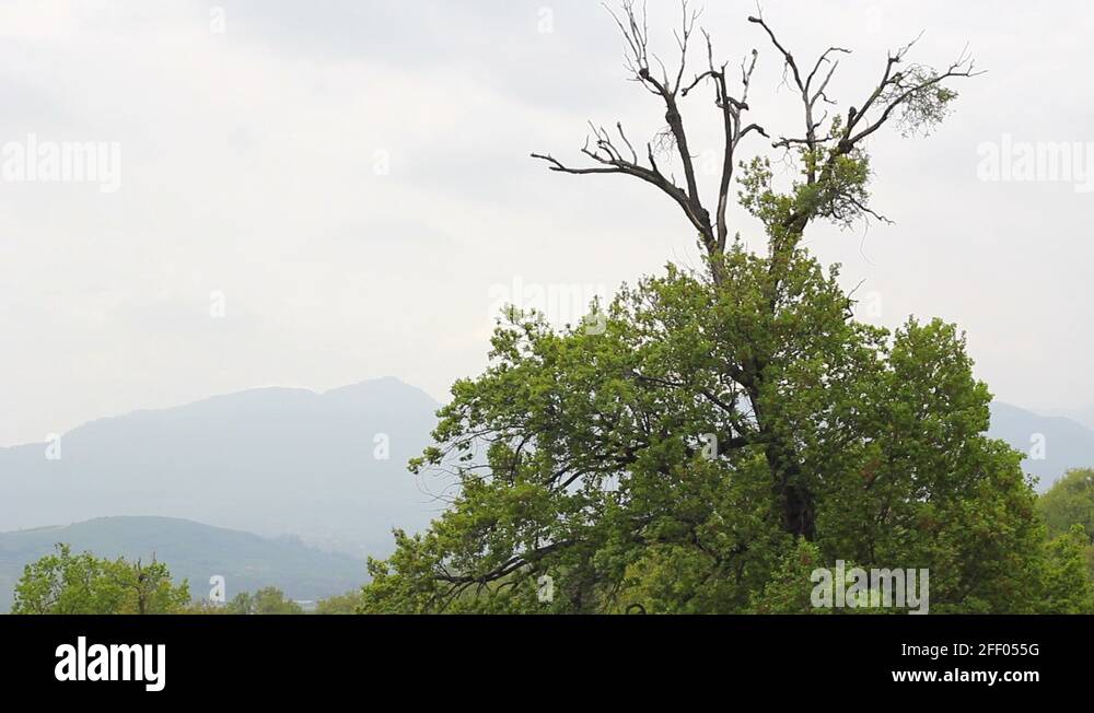 Empty branches Stock Videos & Footage - HD and 4K Video Clips - Alamy