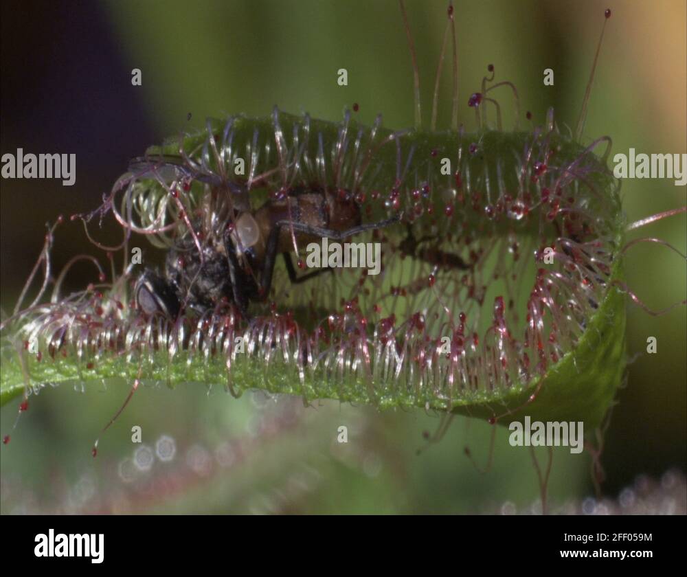 Dead plant ground Stock Videos & Footage - HD and 4K Video Clips - Alamy